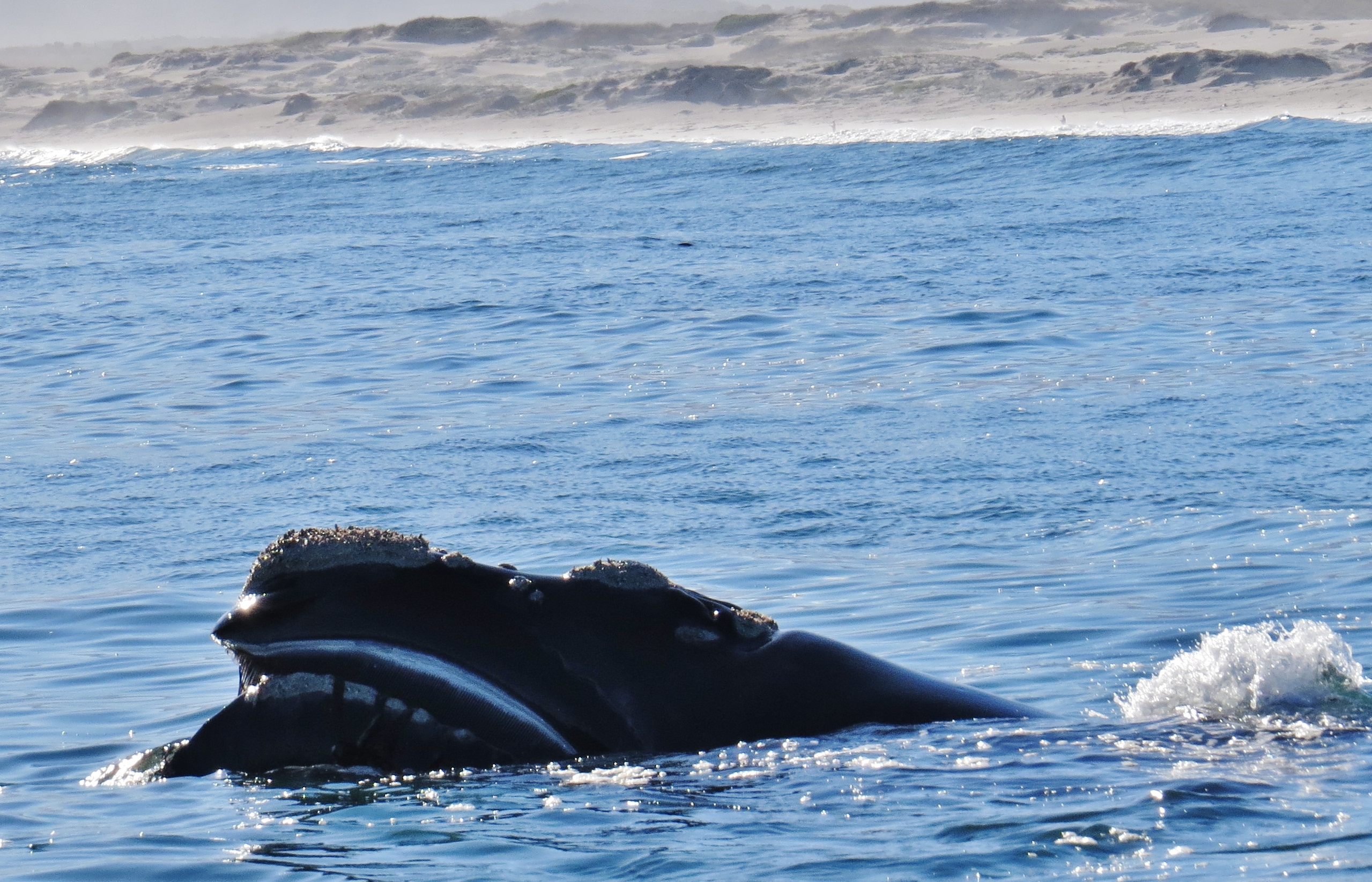 Whale Watching - Kleinzee Oceanfront Guesthouse